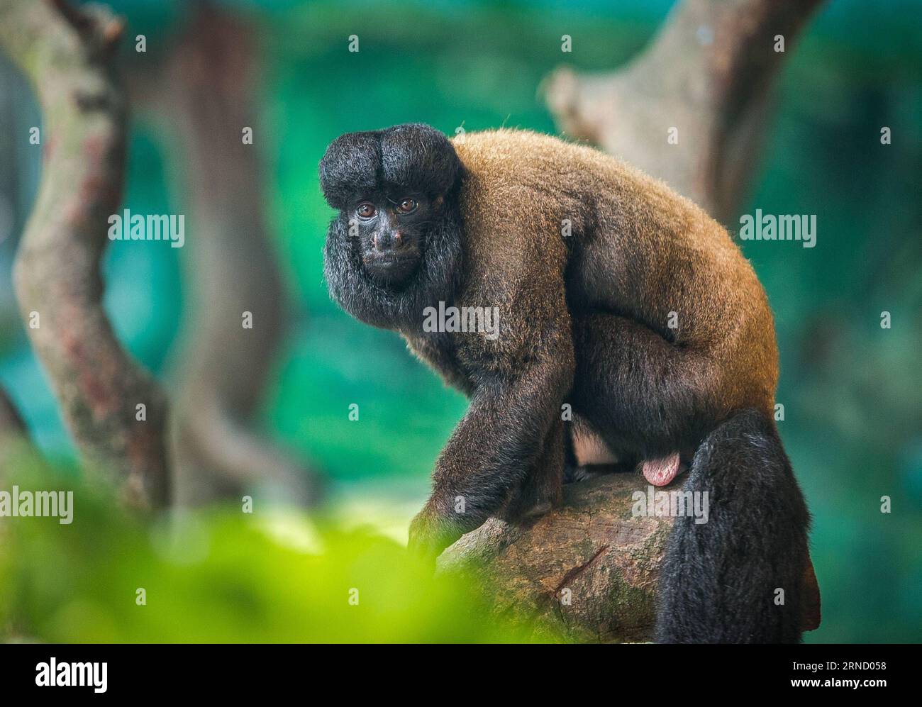 (160426) -- GUANGZHOU, April 26, 2016 -- A Chiropotes satanas is seen ...