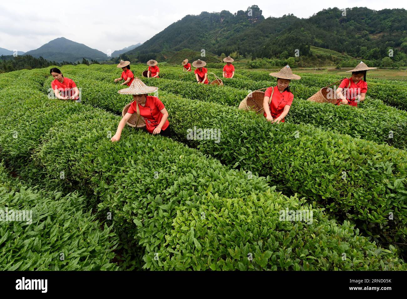 (160426) -- WUYISHAN, April 26, 2016 -- Farmers of Yongsheng tea ...