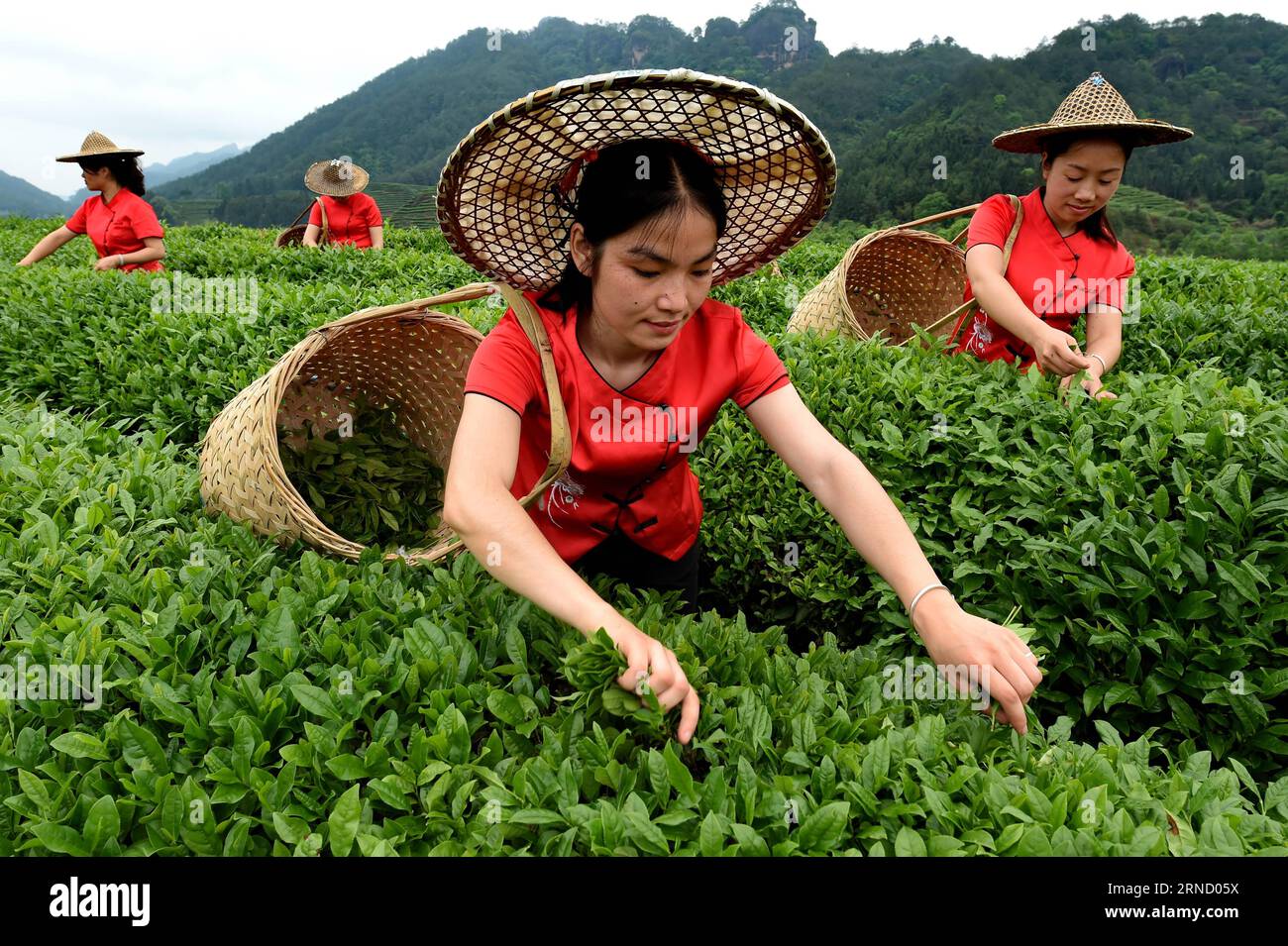 Fujian province tea plantation hi-res stock photography and images - Alamy