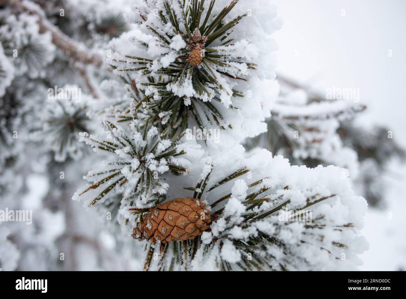 Effects of low temperatures, ice and snow on frozen structures Stock ...