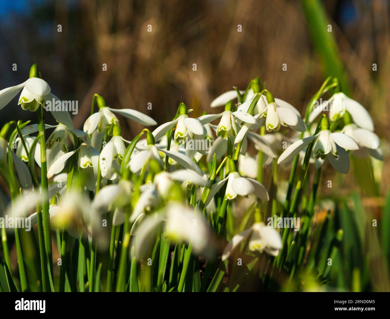 Clumped blooms hi-res stock photography and images - Alamy