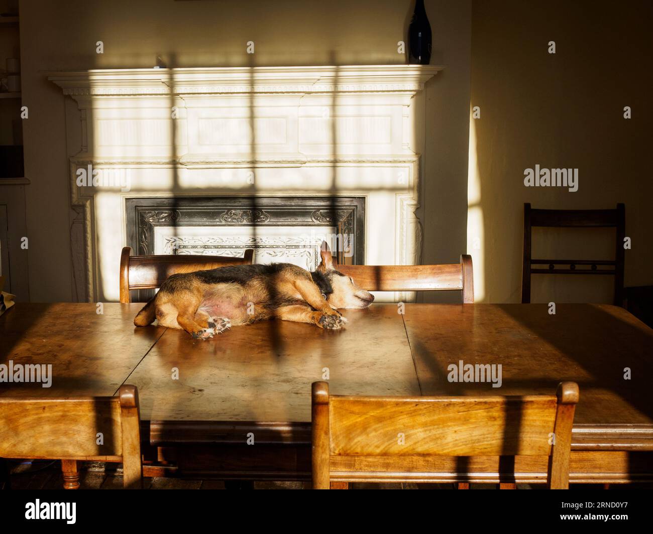 A spark out dog, fast asleep in an unusual sunny spot on a dining table ...