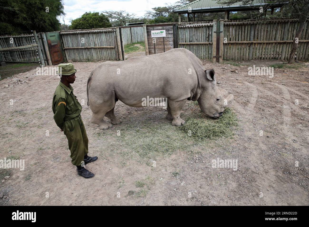Sudan, the last male of remaining known northern white rhinos in the ...