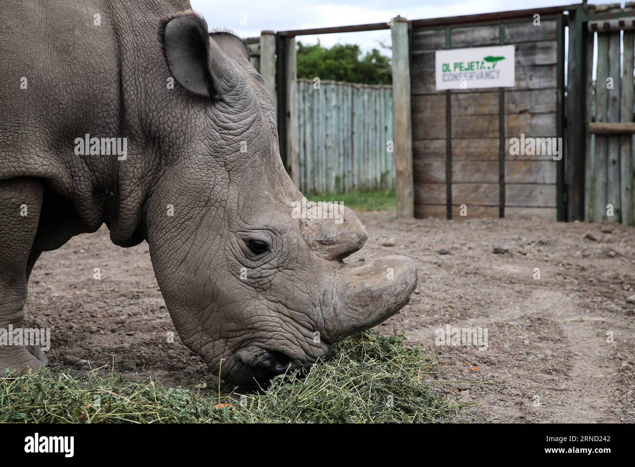 Sudan, the last male of remaining known northern white rhinos in the ...