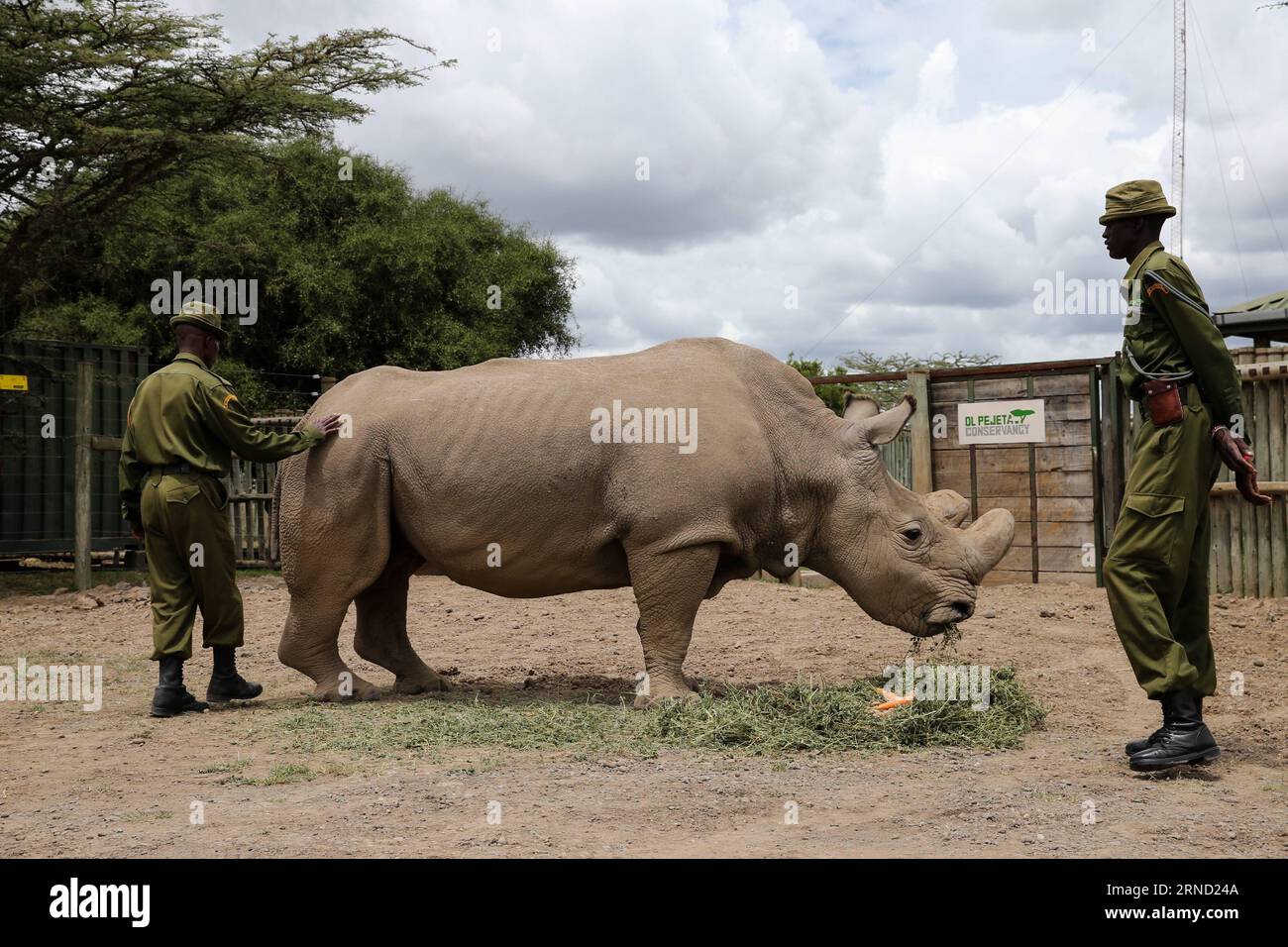 Sudan, the last male of remaining known northern white rhinos in the ...