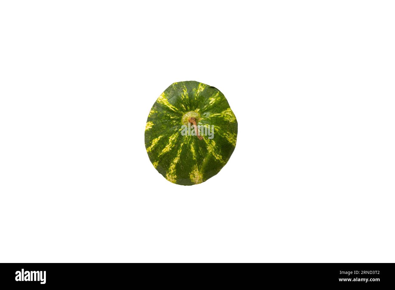 Top of a cut watermelon with a ponytail on a white background in the ...