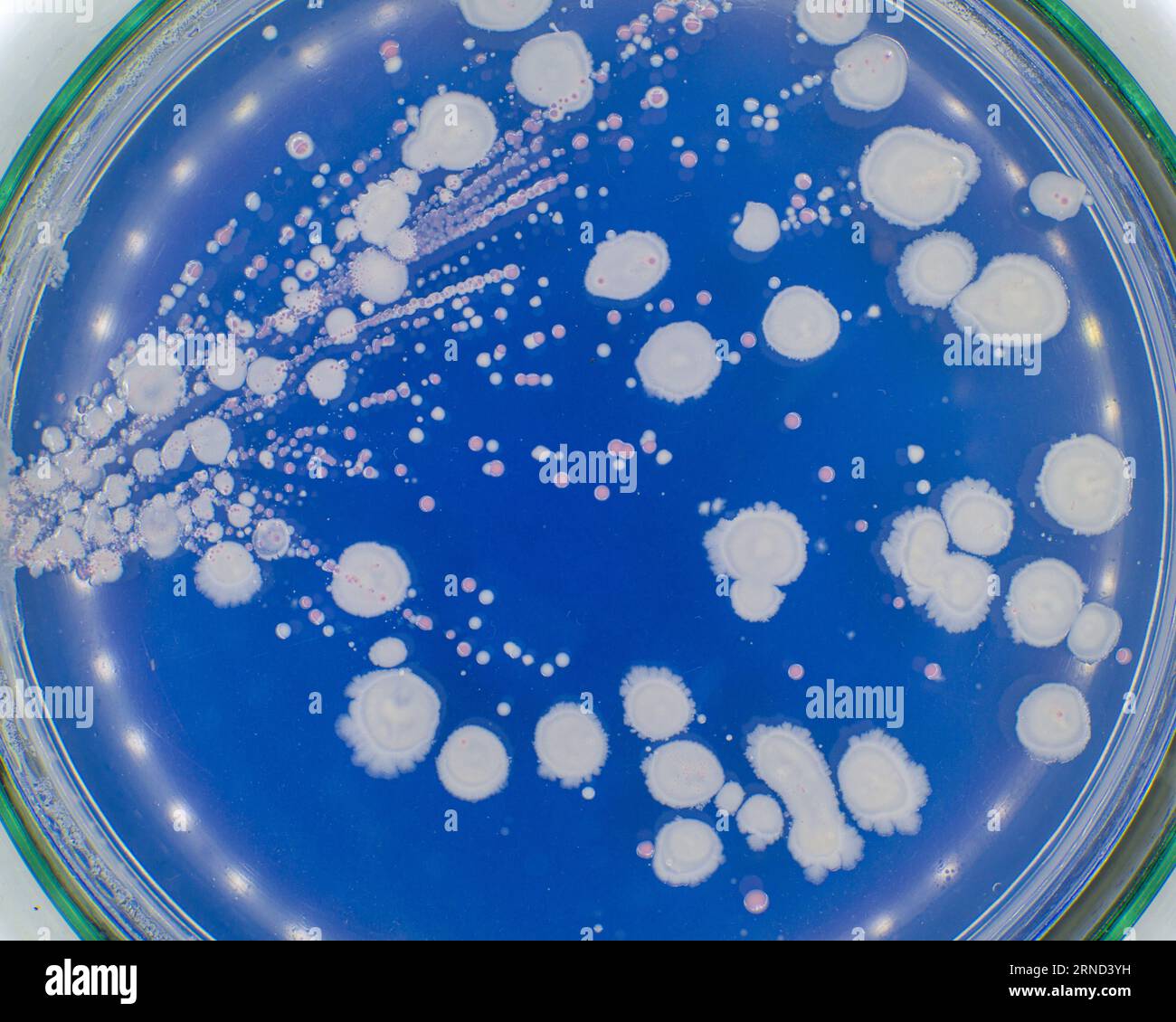 planting soil microflora in a Petri dish for scientific research Stock ...