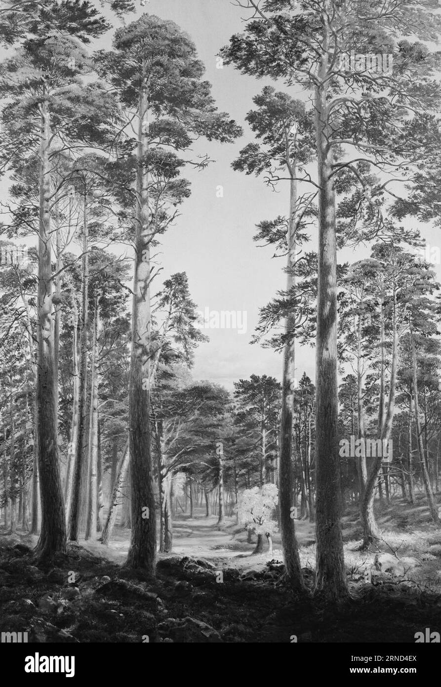 Ballochbuie forest hi-res stock photography and images - Alamy