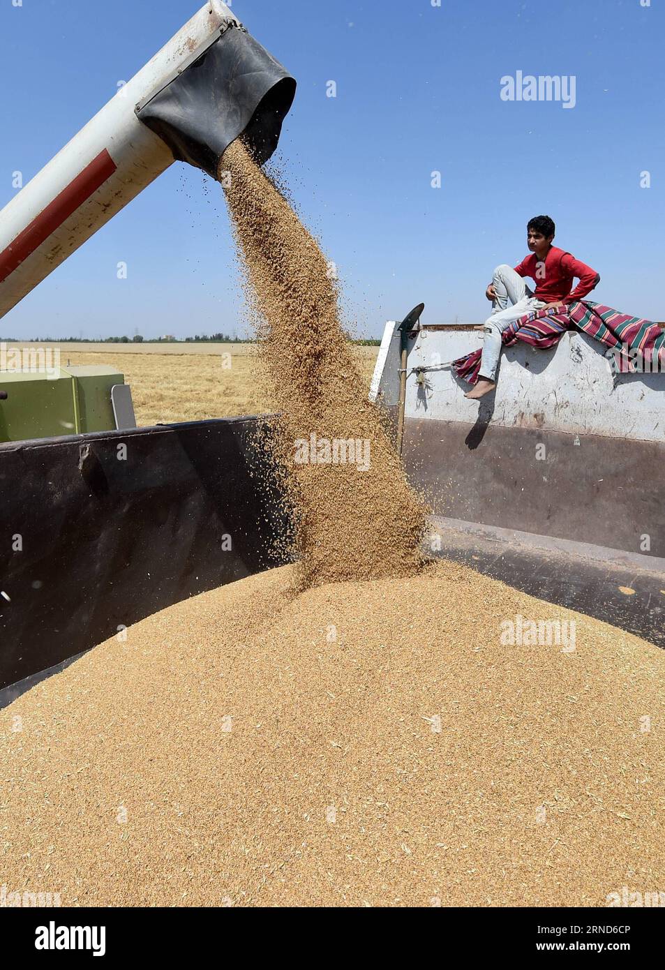 Wheatinsharqiyagovernorate hi-res stock photography and images - Alamy