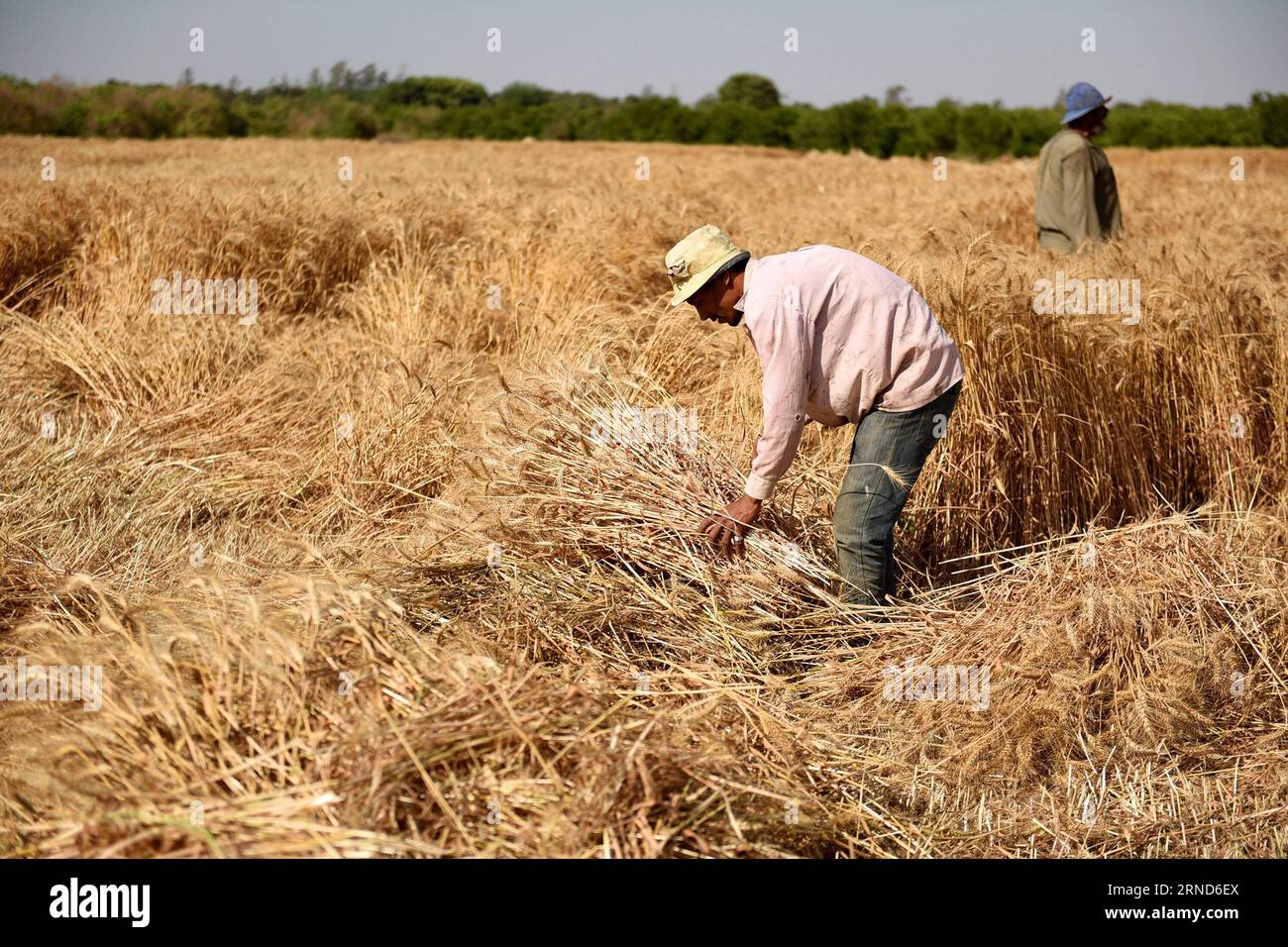 Egypt wheat farmer hi-res stock photography and images - Alamy