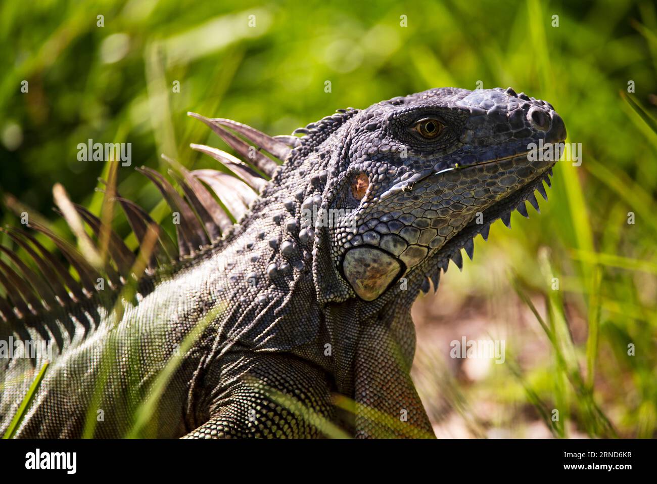 Iguana dragon. Iguana lizard on a stone. Green lizards iguana. Big ...