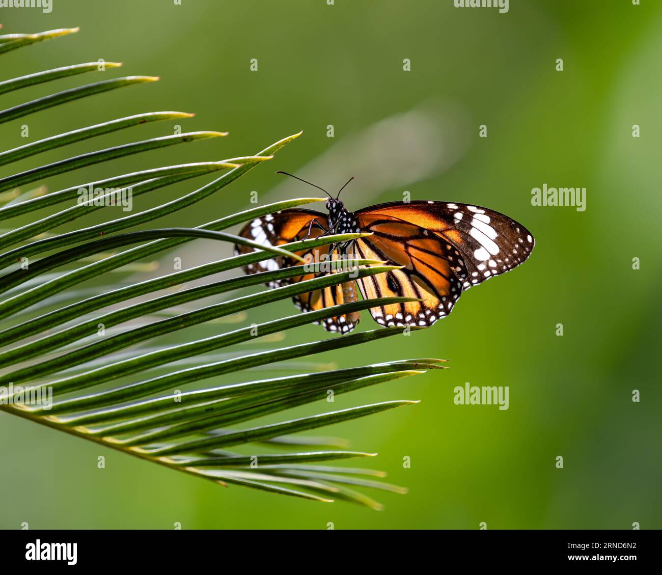 Glowing butterfly hi-res stock photography and images - Alamy