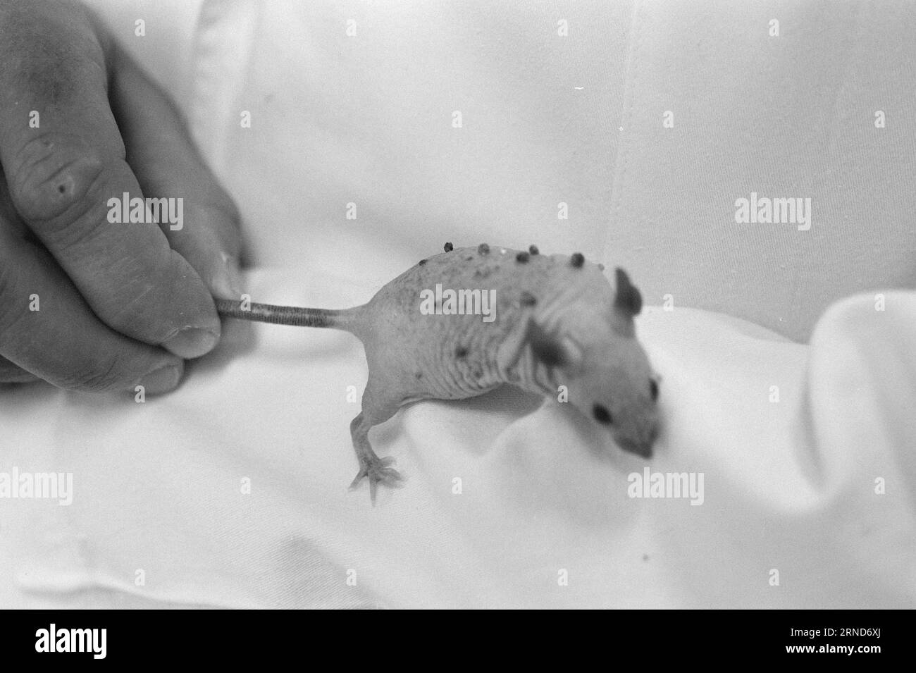 Brushing mouse Black and White Stock Photos & Images - Alamy