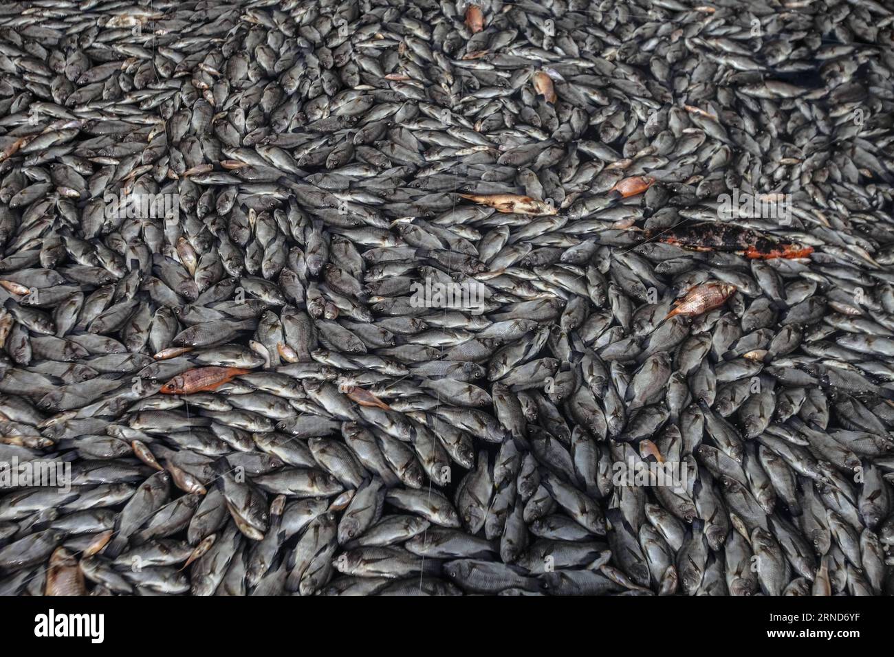 Photo taken on May 6, 2016 shows mass dead fish floating on Lake Toba ...