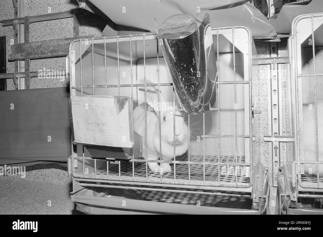 Current 018 - 3 - 1974: They die for usWithout the use of animal ...