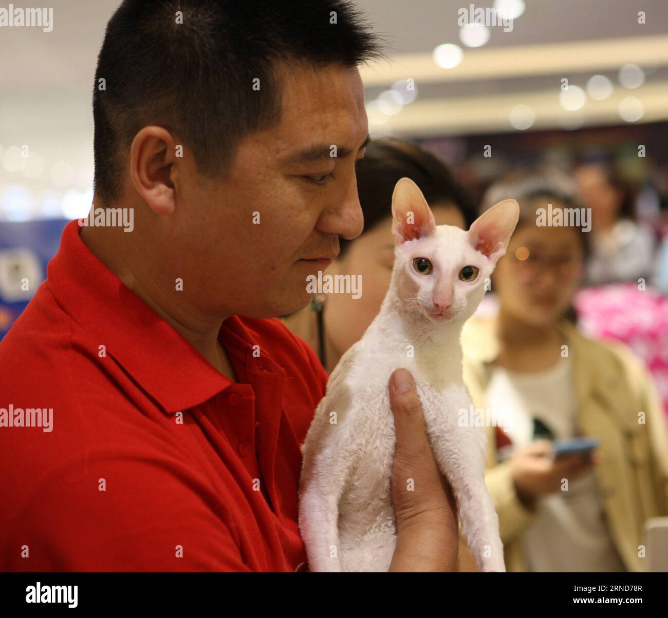 Wcf cat hi-res stock photography and images - Alamy