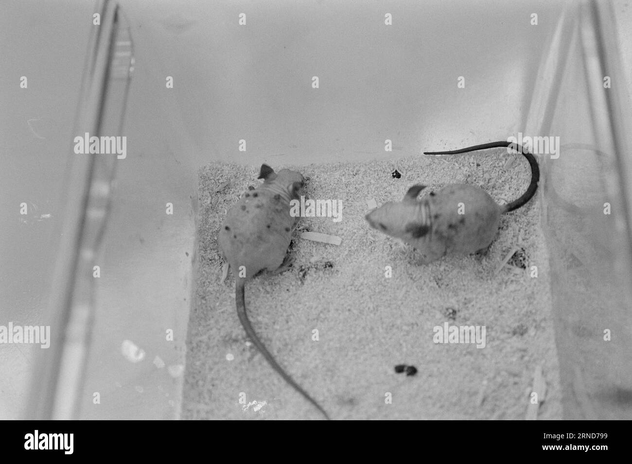 Hairless mouse hi-res stock photography and images - Alamy