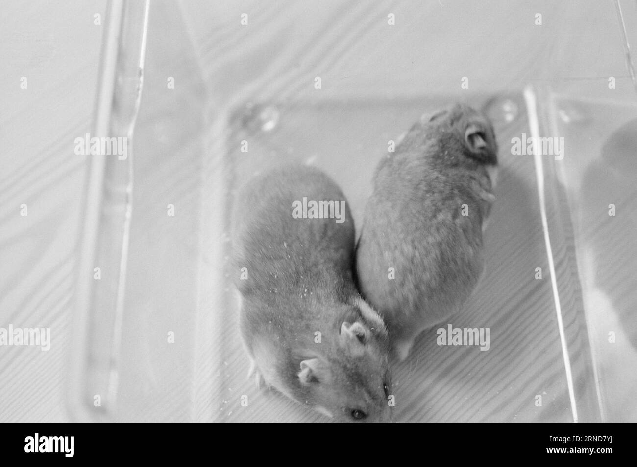 Current 018 - 3 - 1974: They die for usWithout the use of animal ...