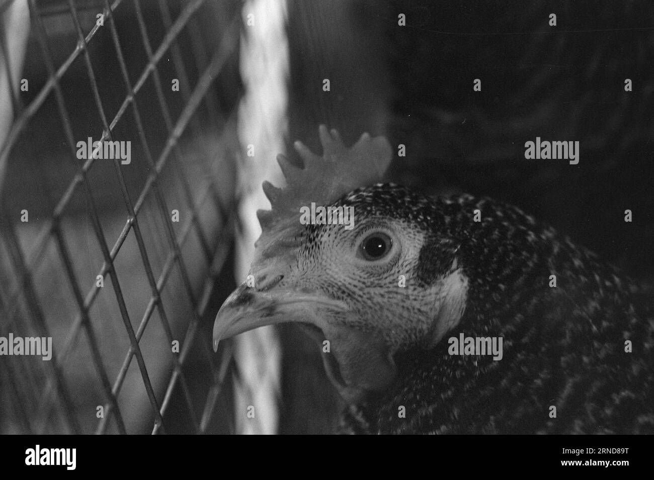 Animal testing rabbits hi-res stock photography and images - Alamy