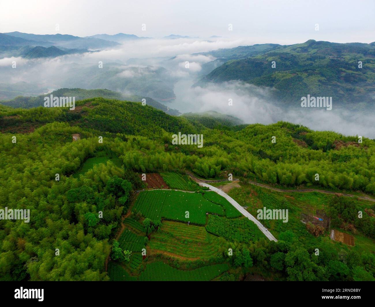 Fujian province tea plantation hi-res stock photography and images - Alamy