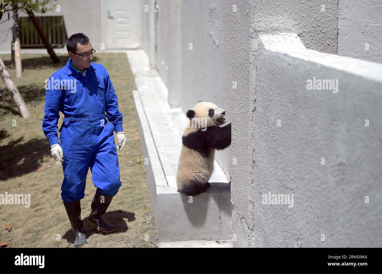 Panda zentrum hi-res stock photography and images - Alamy