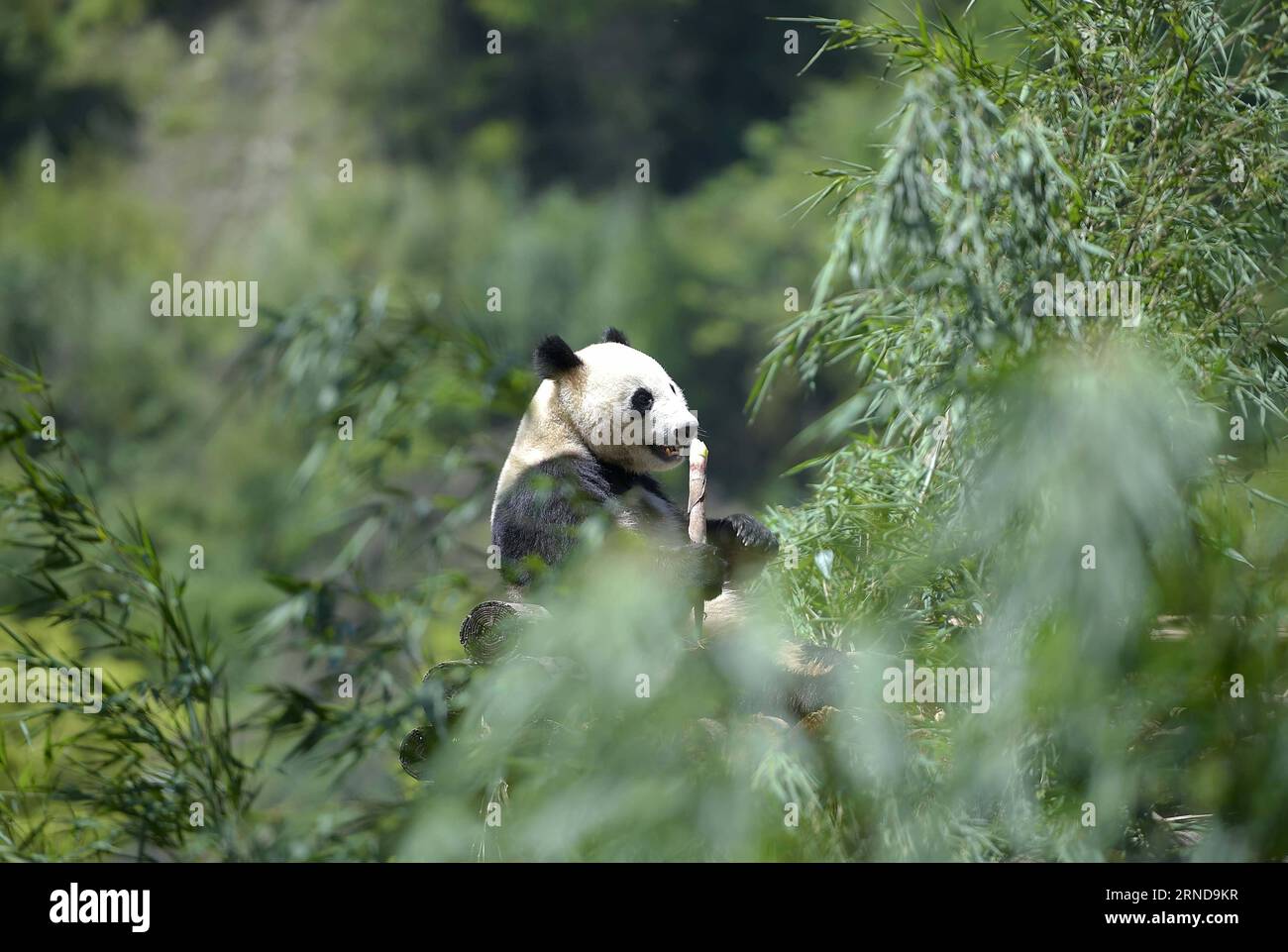 Panda zentrum hi-res stock photography and images - Alamy