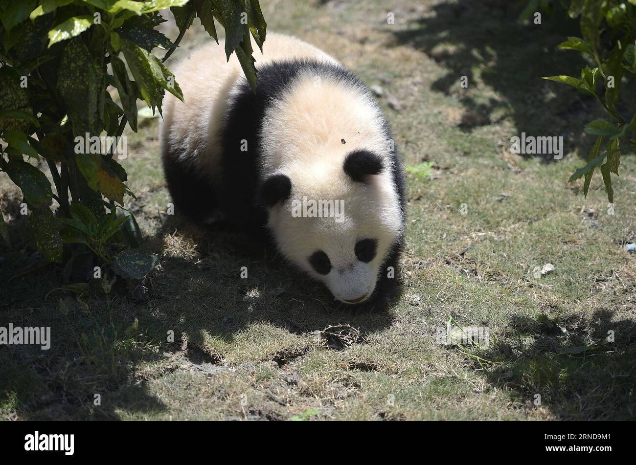 Panda zentrum hi-res stock photography and images - Alamy