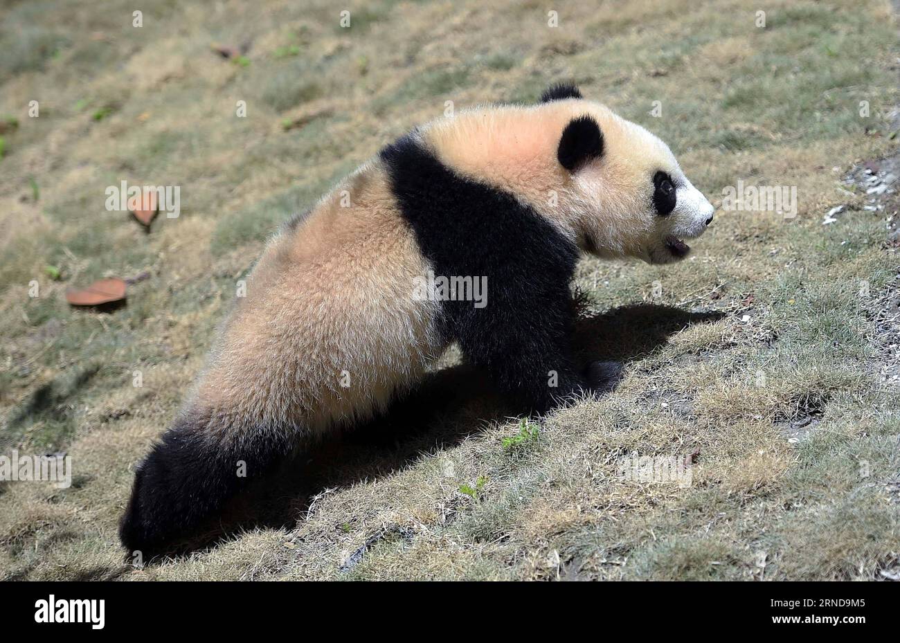 Panda zentrum hi-res stock photography and images - Alamy