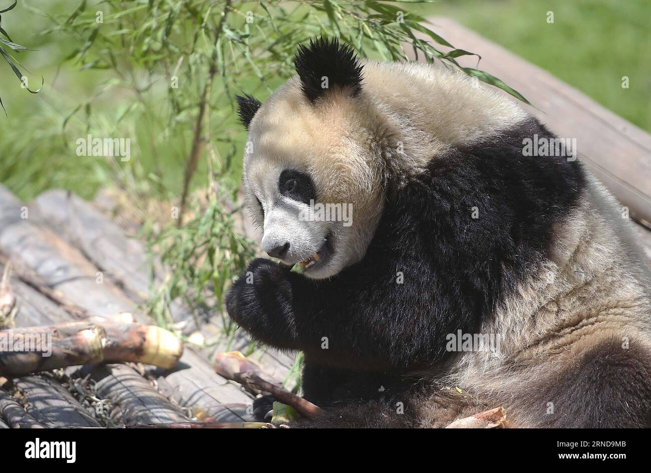 Panda schutz zentrum hi-res stock photography and images - Alamy