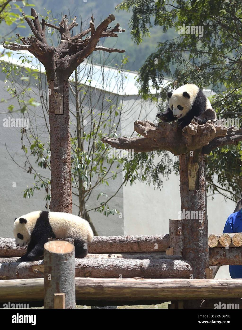 Panda zentrum hi-res stock photography and images - Alamy