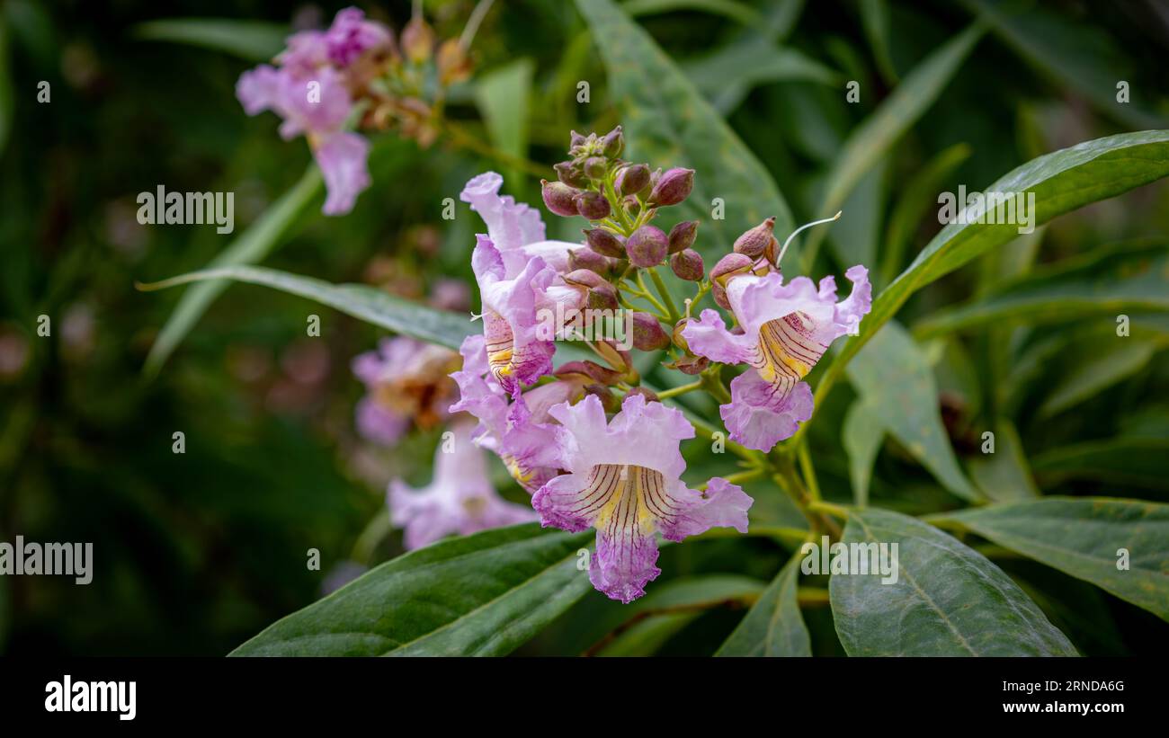 The Pink dawn or chitalpa a cross between the Catalpa bignonioides and ...