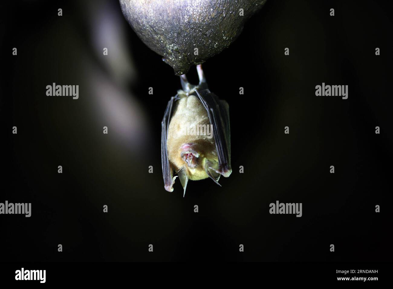 Bat cave china hi-res stock photography and images - Alamy