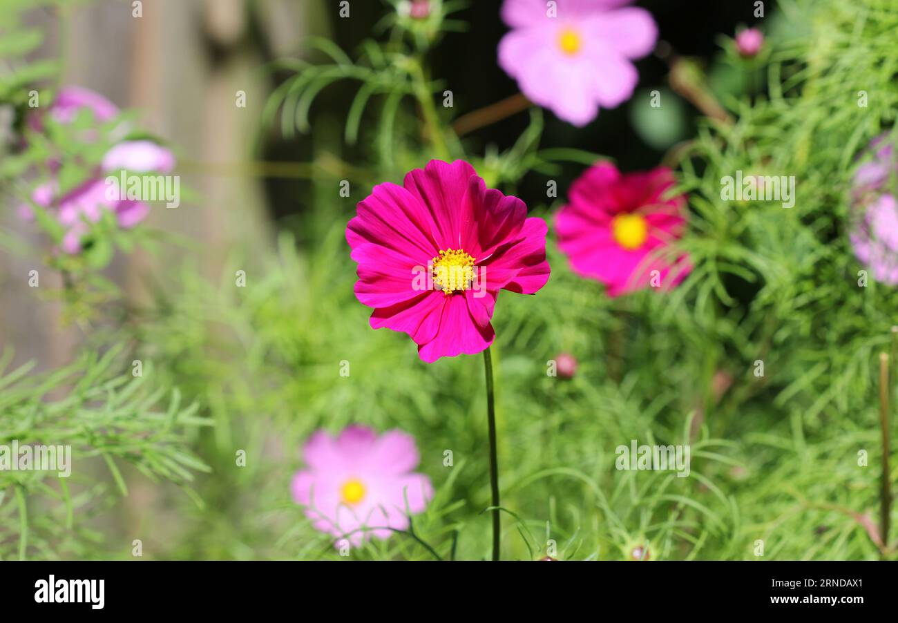 Cosmos bipinnatus 'Sensation' flowers Stock Photo - Alamy