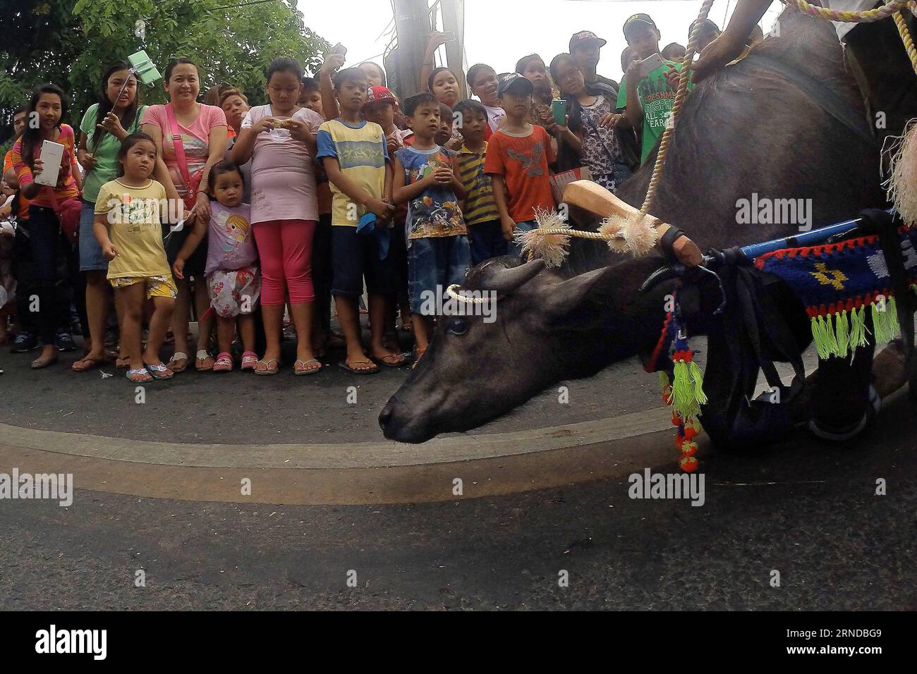 (160514) -- BULACAN PROVINCE, May 14, 2016 -- A water buffalo, locally ...