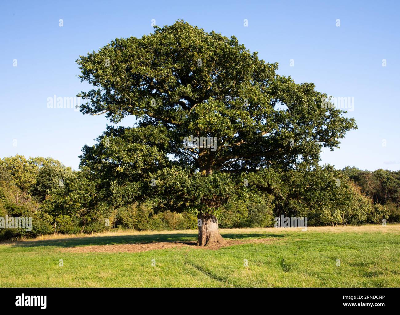 Elegant oak hi-res stock photography and images - Alamy
