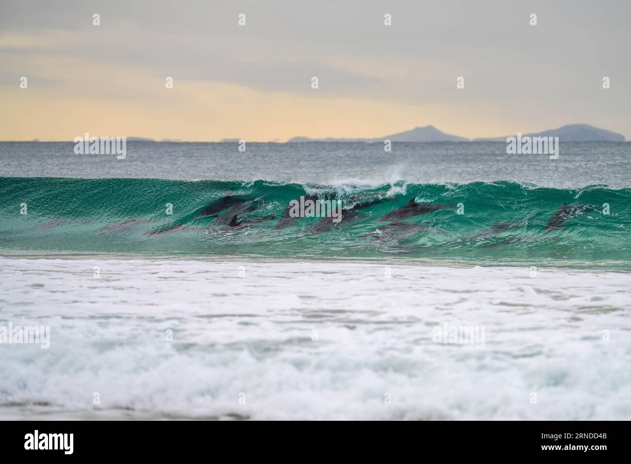 dolphin surfing waves on a beach in australia Stock Photo - Alamy