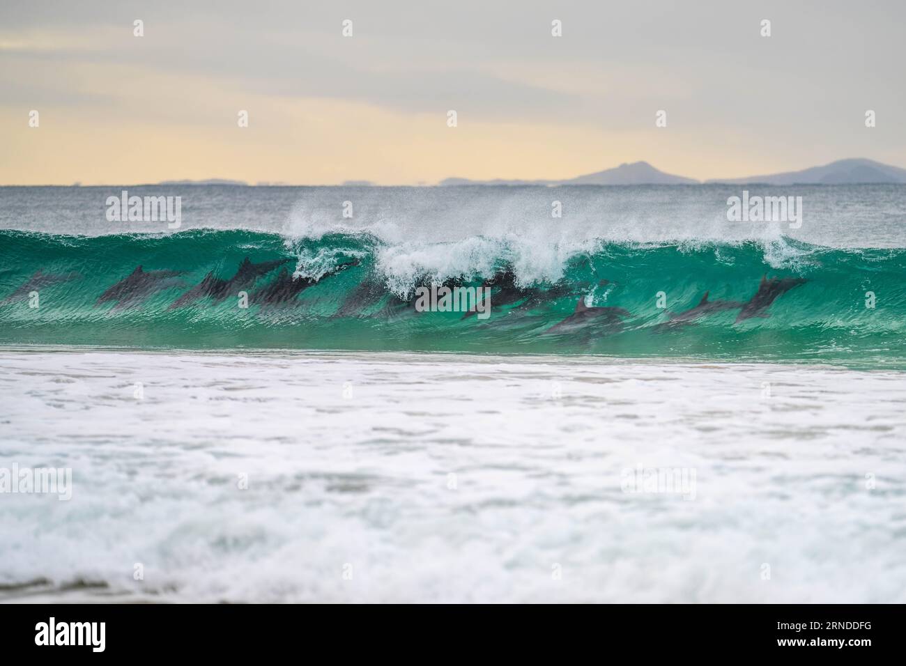 dolphin surfing waves on a beach in australia Stock Photo - Alamy
