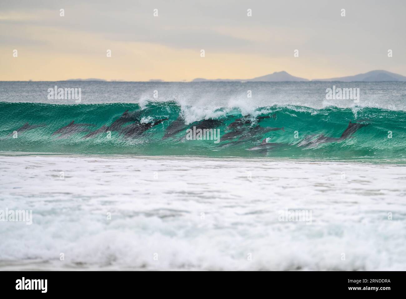 dolphin surfing waves on a beach in australia Stock Photo - Alamy