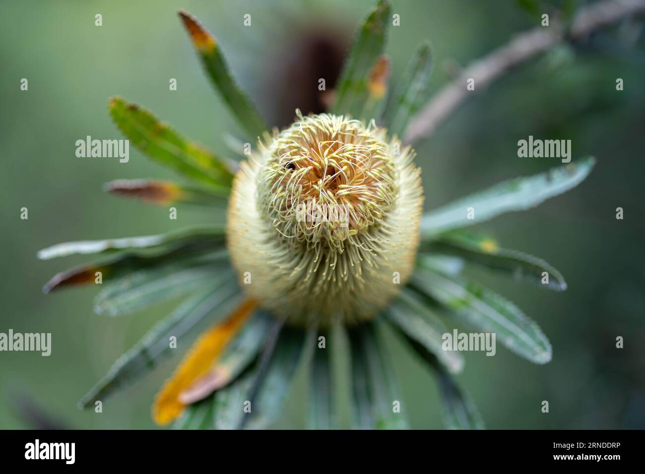 bright native yellow banksia flower in spring in a national park in ...