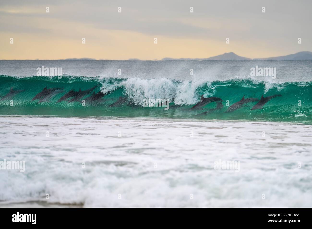 dolphin surfing waves on a beach in australia Stock Photo - Alamy