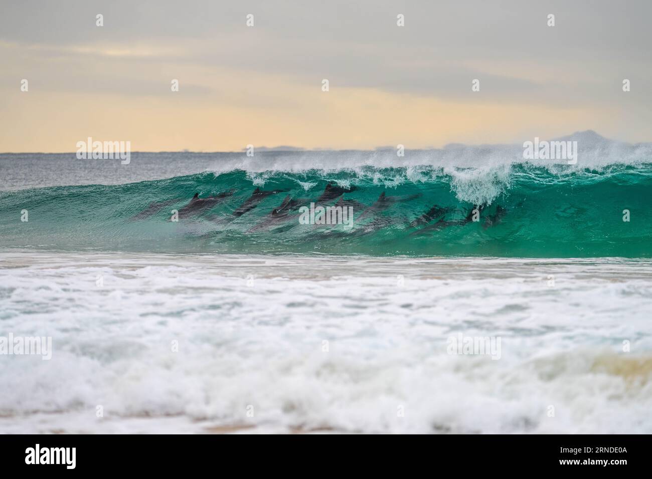 dolphin surfing waves on a beach in australia Stock Photo - Alamy