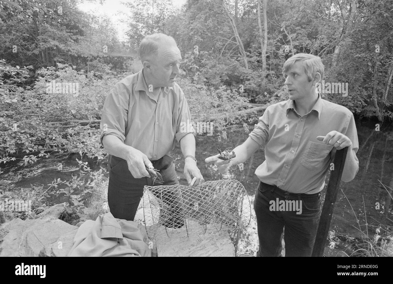 Crayfish plague disease hi-res stock photography and images - Alamy