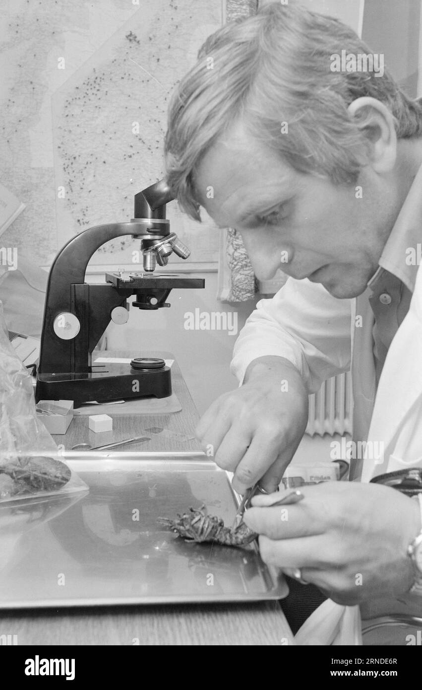 Crayfish plague disease hi-res stock photography and images - Alamy