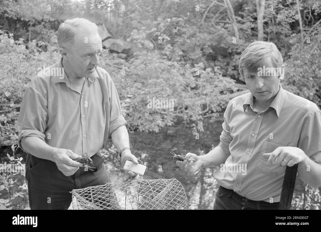 Crayfish plague disease hi-res stock photography and images - Alamy