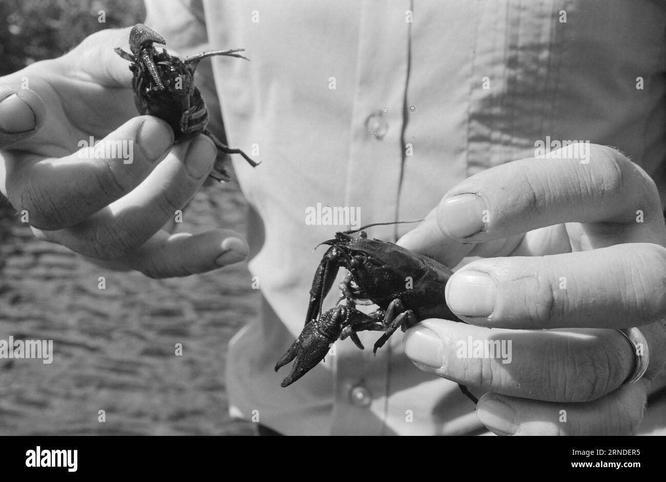 Crayfish plague disease hi-res stock photography and images - Alamy