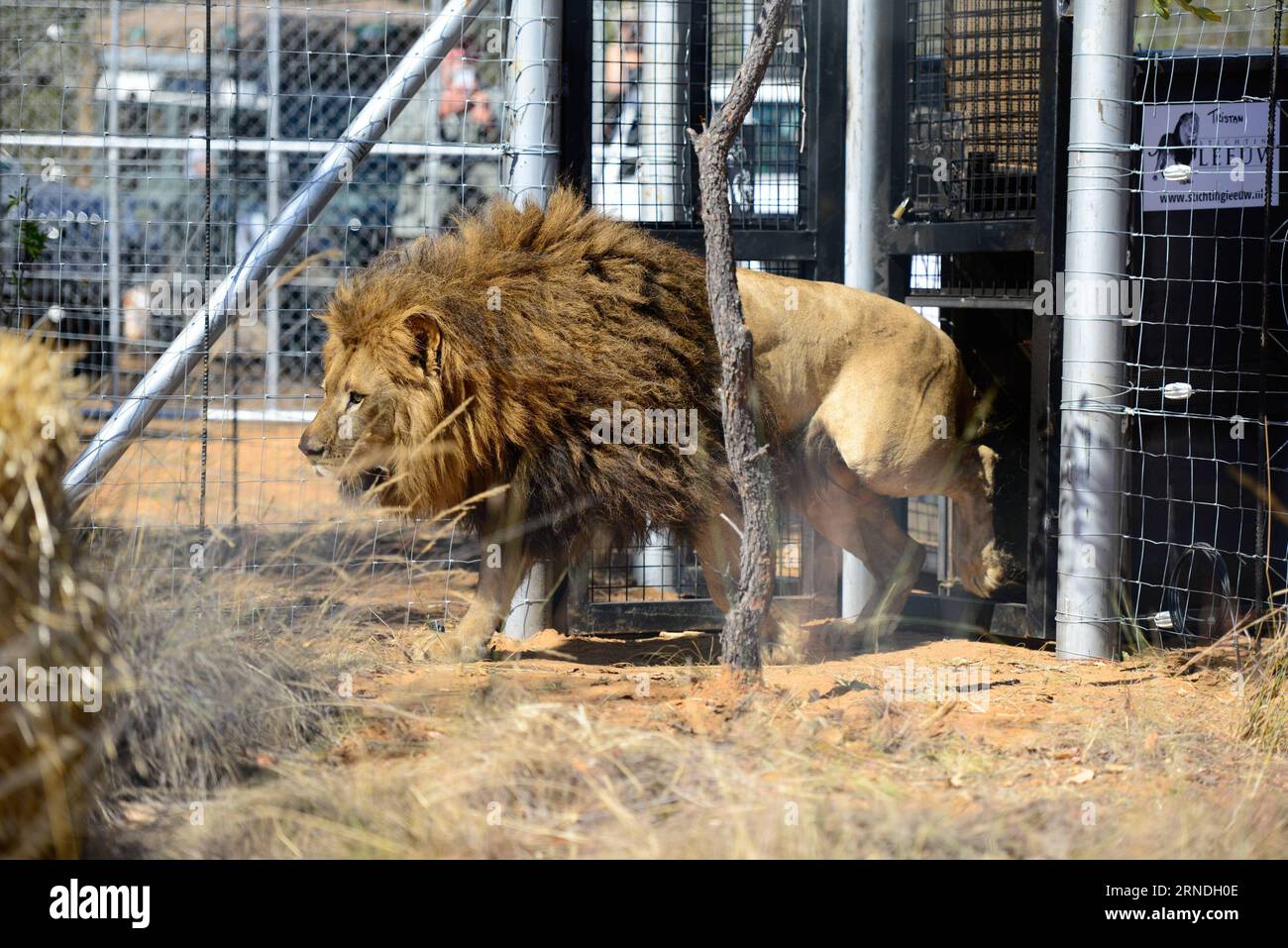 New lion enclosure hi-res stock photography and images - Alamy