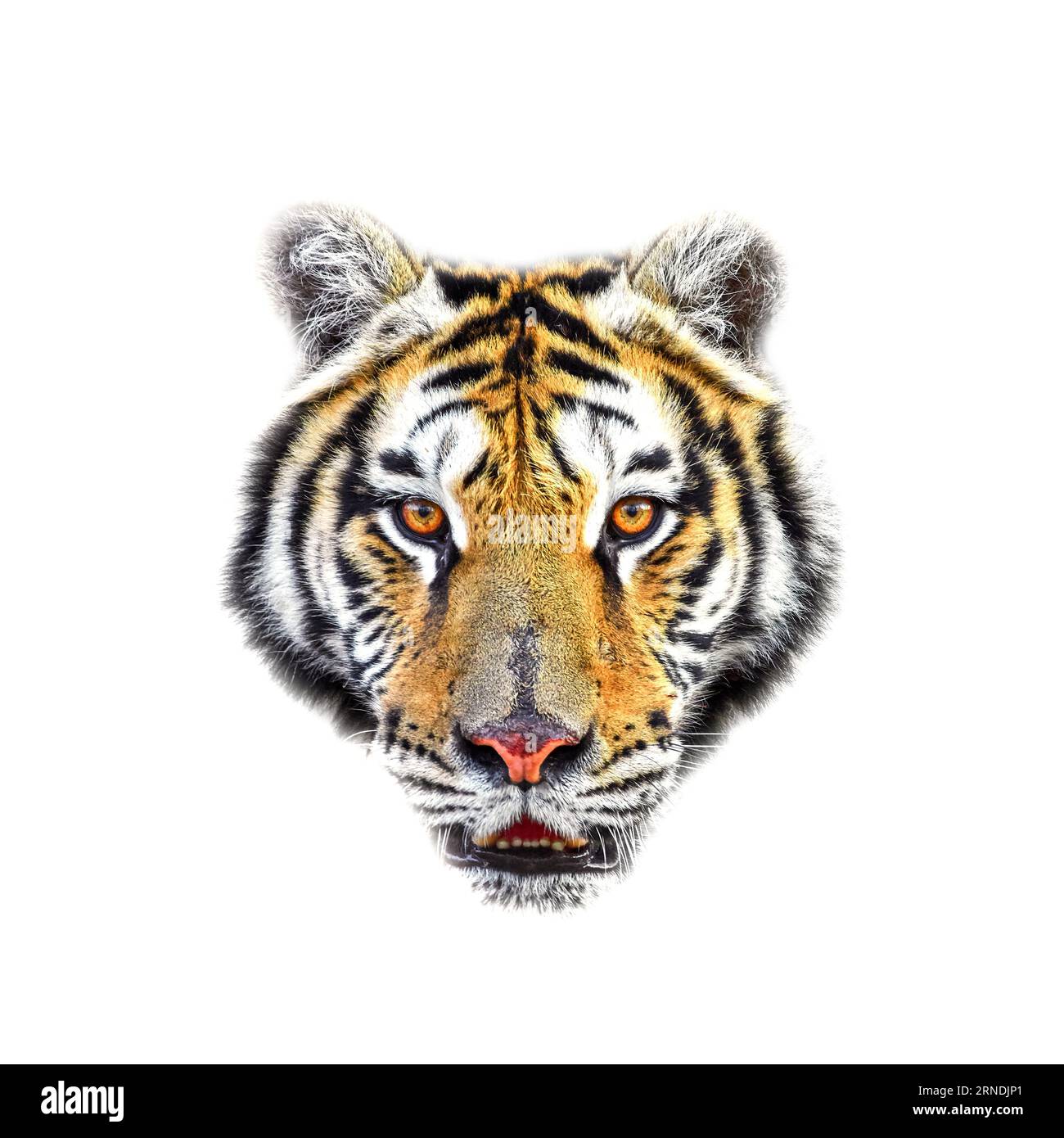 Close up page in Cut Out Stock Images & Pictures - Alamy