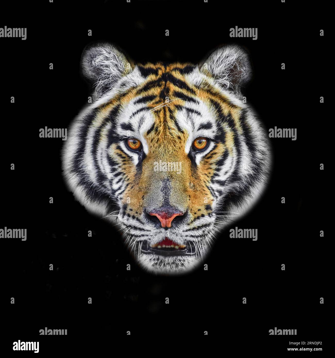 Close up Tiger face, isolated on black background Stock Photo - Alamy