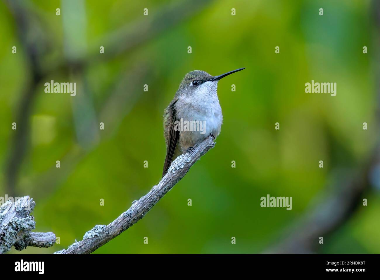 Ruby-throated hummingbird ( Archilochus colubris Stock Photo - Alamy