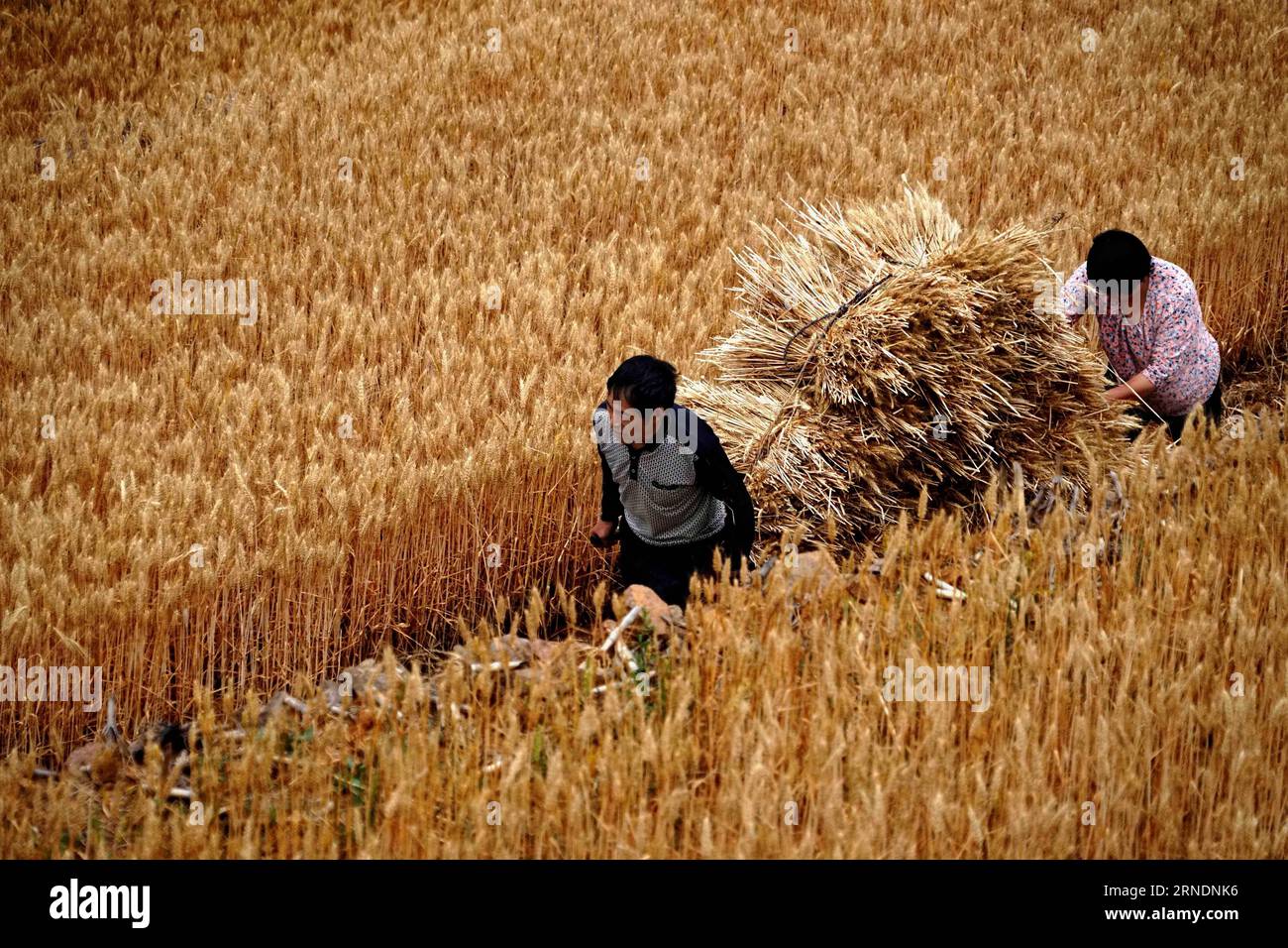 RUYANG, May 25, 2016 -- Farmers carry wheat in Dengshan Village of ...